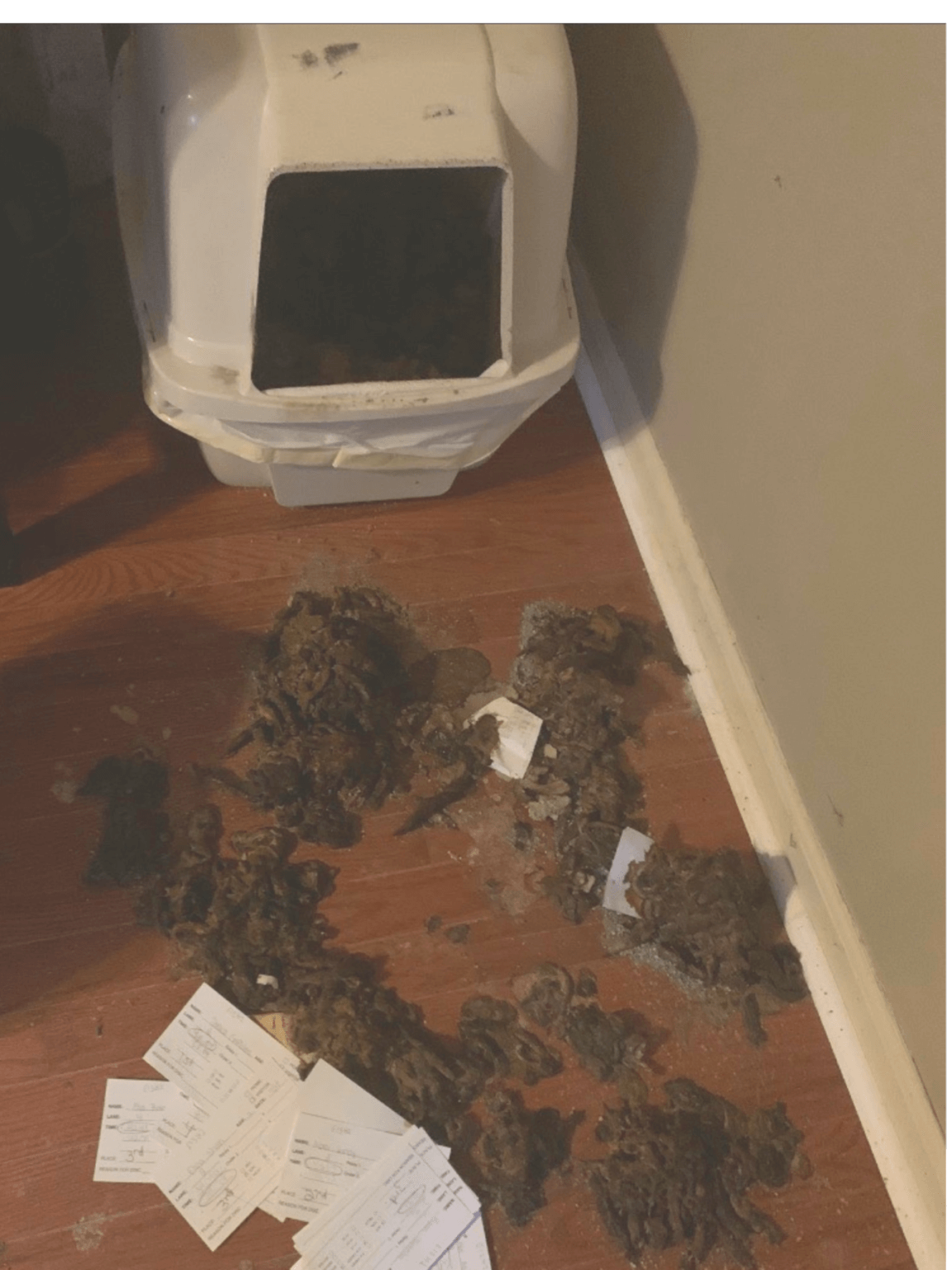 Animal Waste | Steri Clean