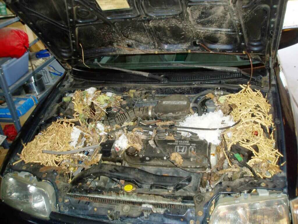 Rodent Cleanup | Steri Clean