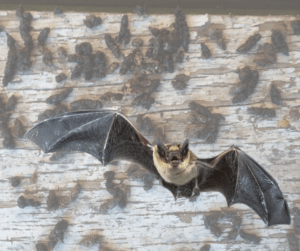 Rodent Cleanup | Steri Clean