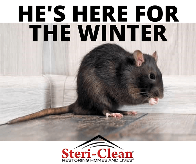 Chesapeake Rodent Cleanup | Steri Clean